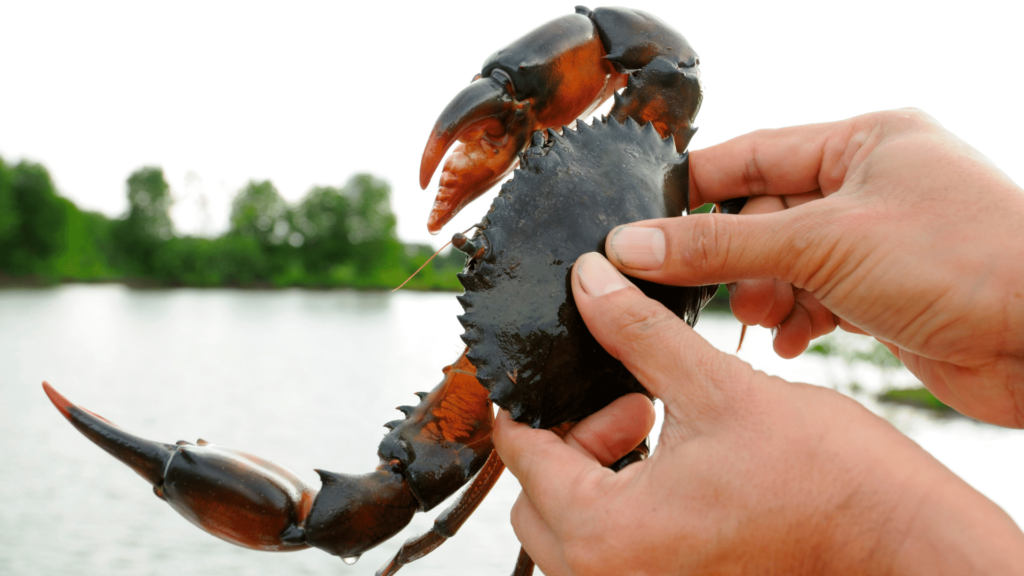 Cua Cà Mau là Cua gì? Biểu Tượng của Cà Mau - Cô Tư Cà Mau