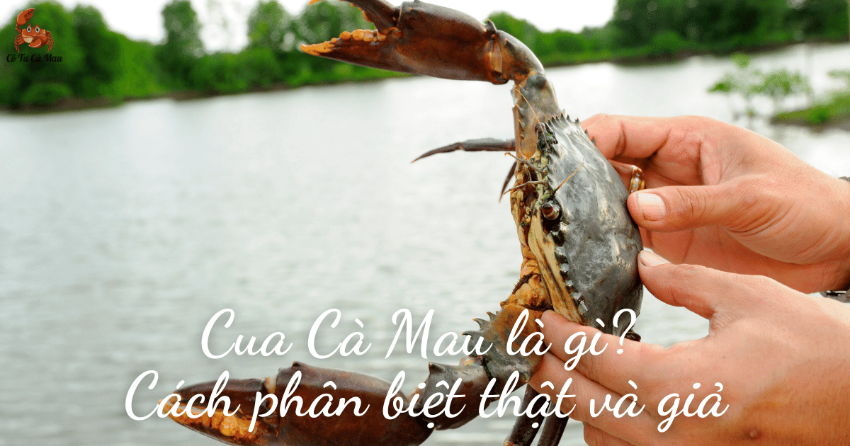 Cua Cà Mau là Cua gì? Biểu Tượng của Cà Mau - Cô Tư Cà Mau