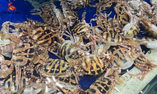 Giá Ghẹ Hôm Nay Bao Nhiêu 1kg? Cách Phân Biệt & Chọn Ghẹ